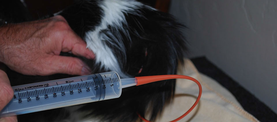 Ozone & Biophotonic Therapy - Idyllic Paws Veterinary Care
